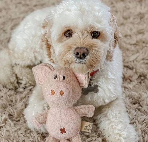 Spunky Pup – צעצוע צמרנים חזרזיר WOOLIES PIG | PETPRO - פטפרו